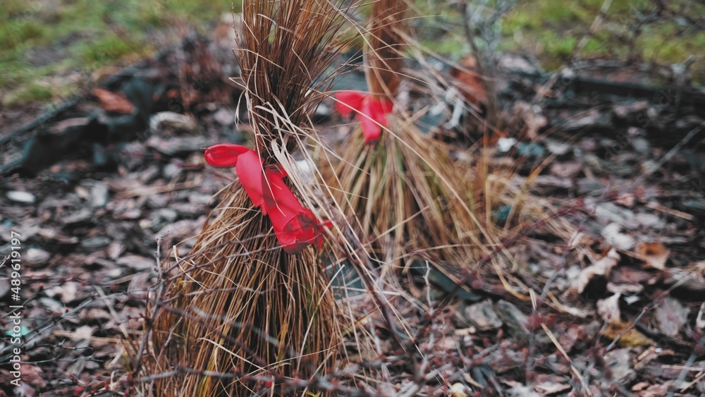 Flower Clump of Miscanthus Sinensis Decorative Garden Grass Tied in ...