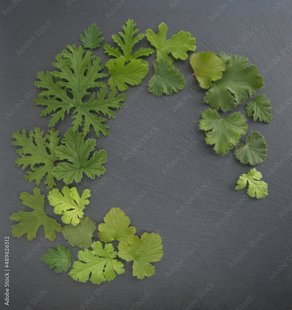 Leaves of different scented pelargoniums, fragrance geraniums (Rose ...