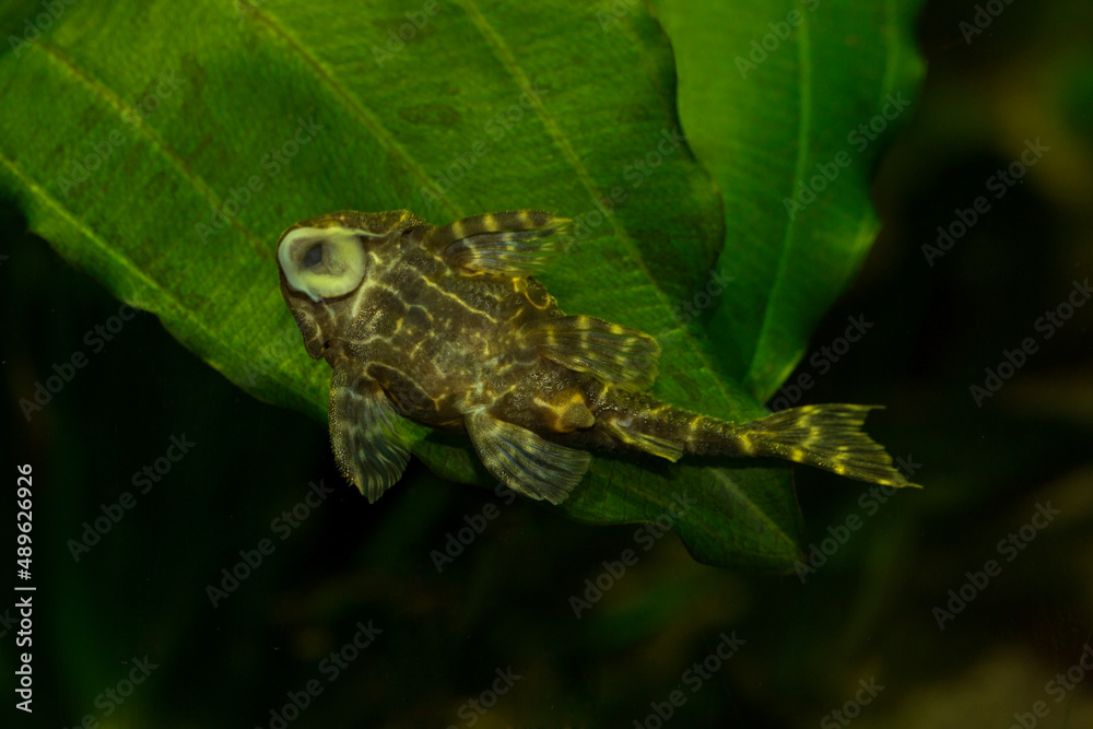 Peckoltia vittata, catfish, tropical fish in the aquarium. Stock Photo ...