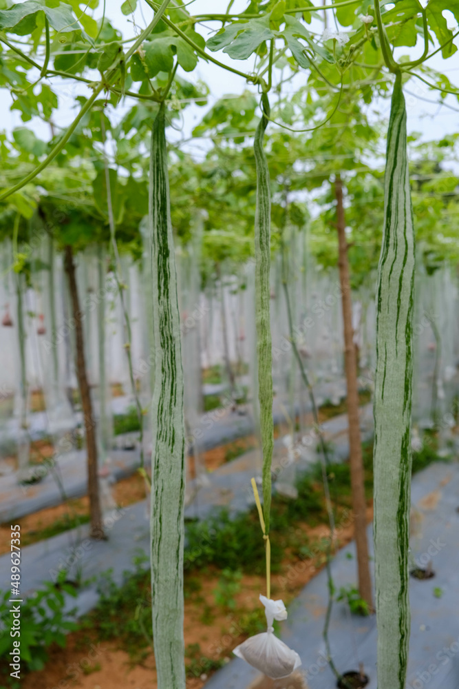 snake gourd farm with harvest Stock Photo | Adobe Stock