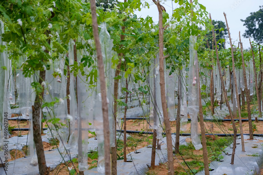 snake gourd farm with harvest Stock Photo | Adobe Stock