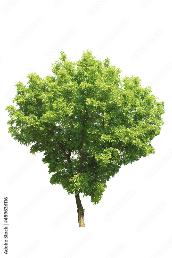 tree side view isolated on white background for landscape plan and ...