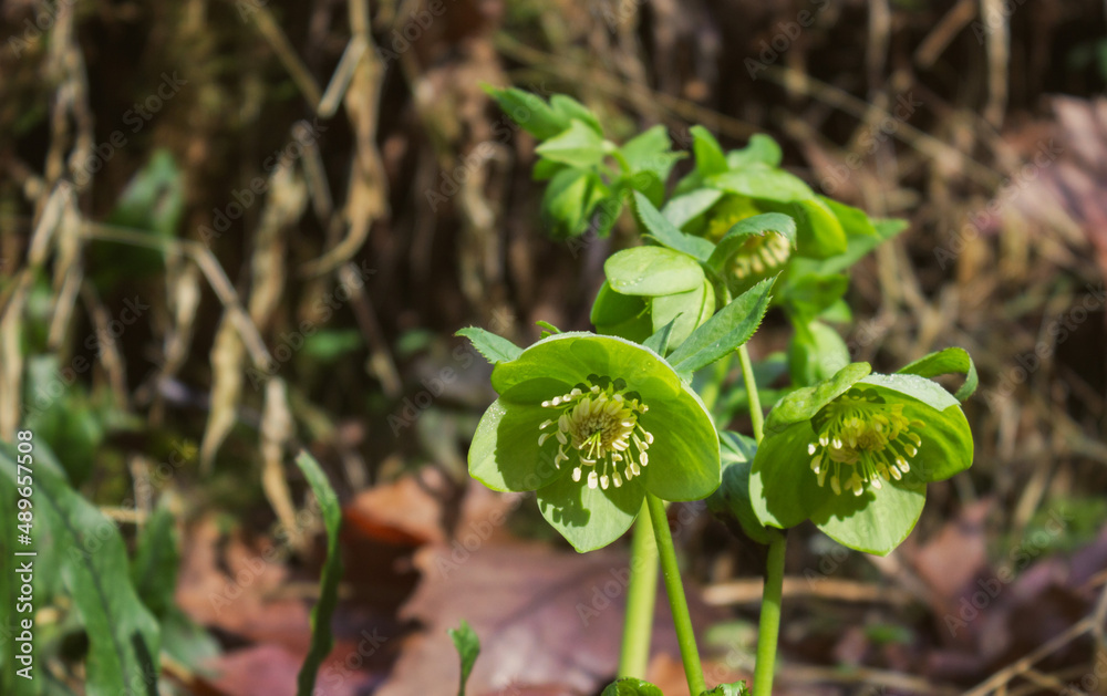 Natural spring background. Hellebore flowers on the dark gradient ...