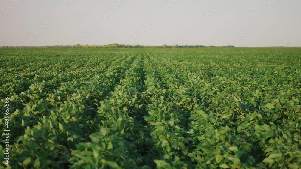 soybean soy field of green plants a general plan nature agriculture ...