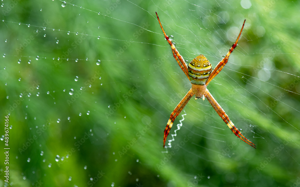 Argiope keyserlingi (St Andrews Cross spider) Stock Photo | Adobe Stock