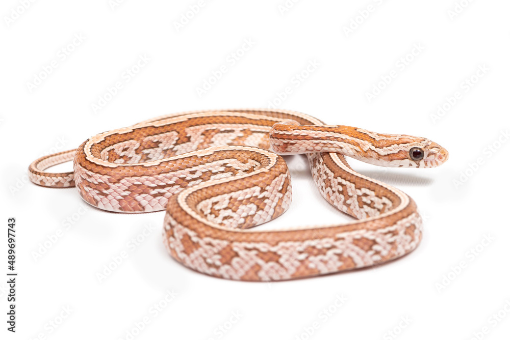 Tessera ghost corn snake (Pantherophis guttatus) on a white background ...