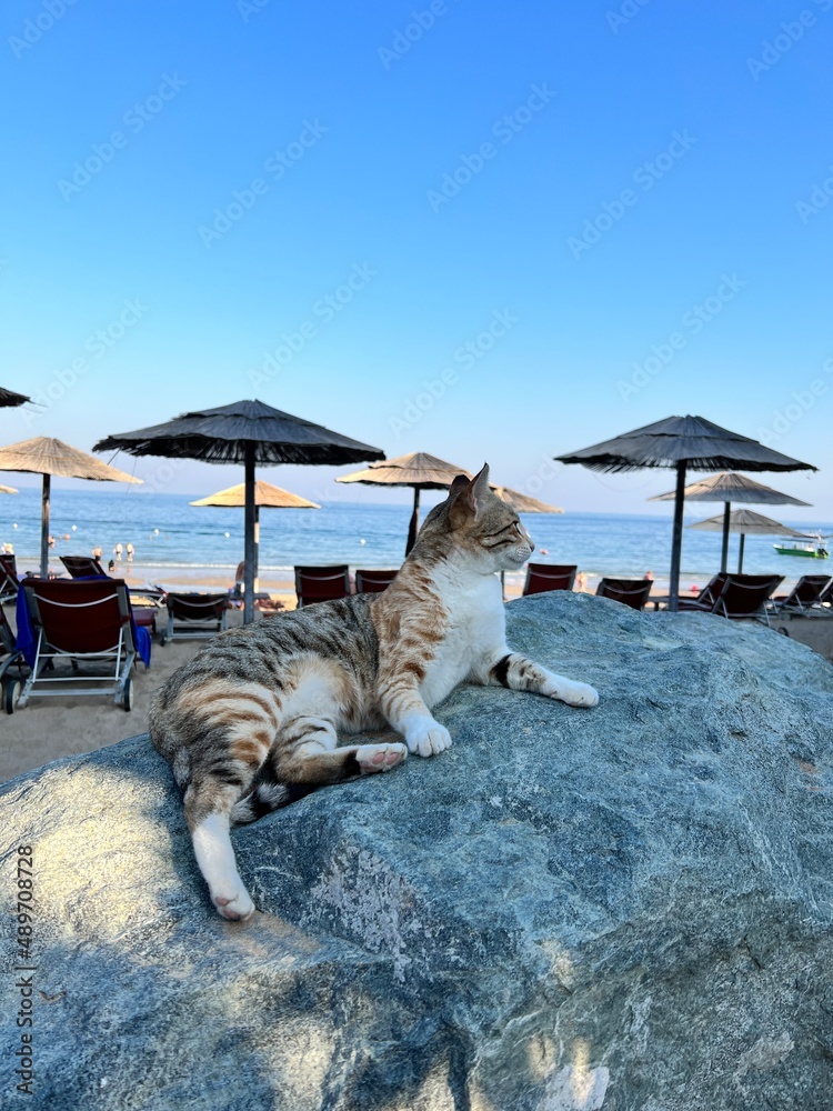 Peaceful cat laying on the Rock on the beach. Sunny sunset beach photos ...