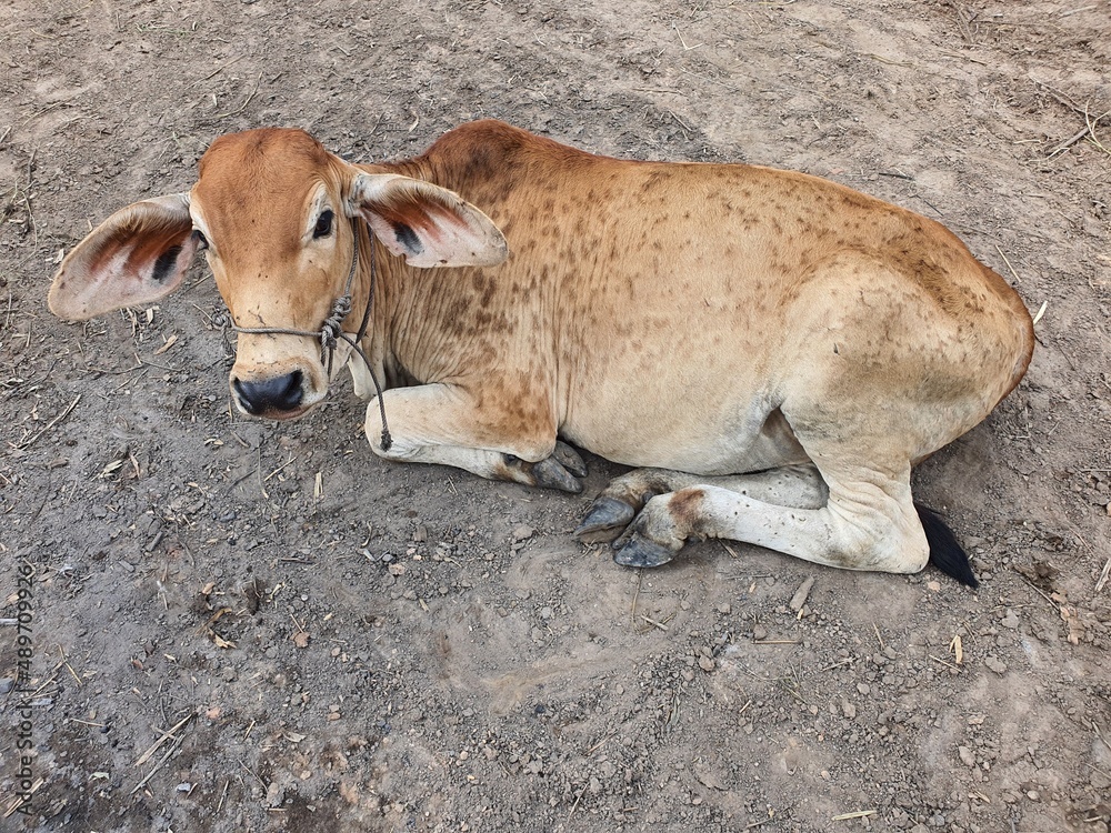 Zdjęcie Stock: Lumpy Skin Disease is a disease caused by Lumpy skin ...