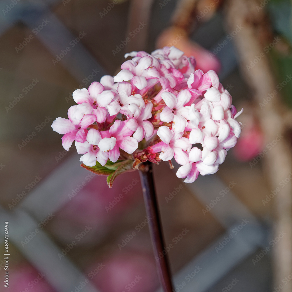 Viorne Bodnant ou Viburnum ×bodnantense - Gros plan sur un rameau brun ...