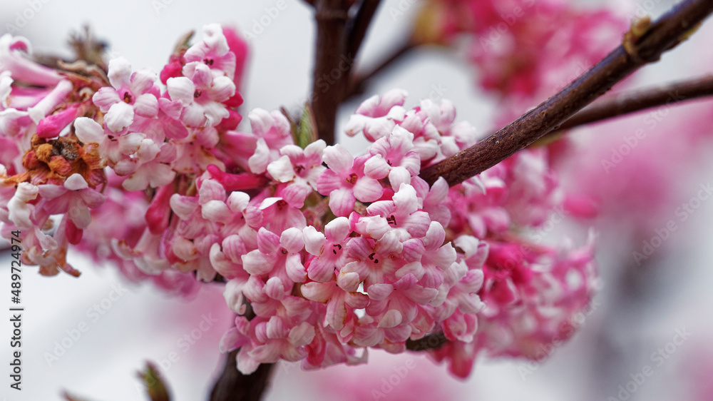 Viorne Bodnant ou Viburnum ×bodnantense - Gros plan sur un rameau brun ...