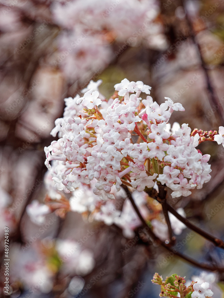 Viorne Bodnant ou Viburnum ×bodnantense - Gros plan sur un rameau brun ...