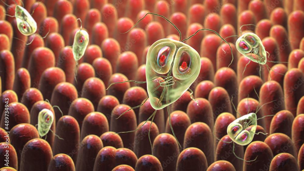 Giardia lamblia protozoan, the causative agent of giardiasis Stock ...