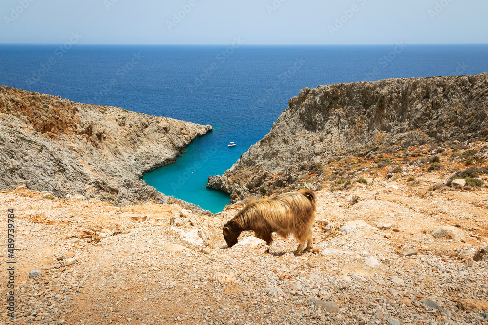 Goat above the famous Seitan Limani beach in Crete, Greece Stock Photo ...