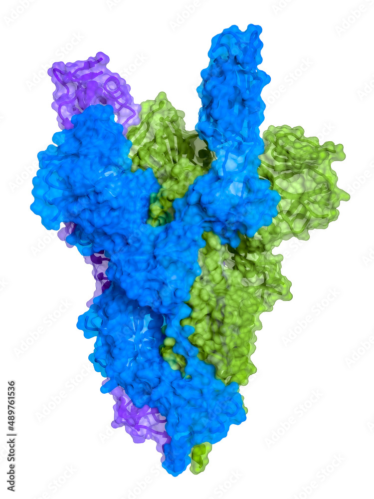 The SARS-CoV-2 spike protein is a trimer of protein chains ( blue ...