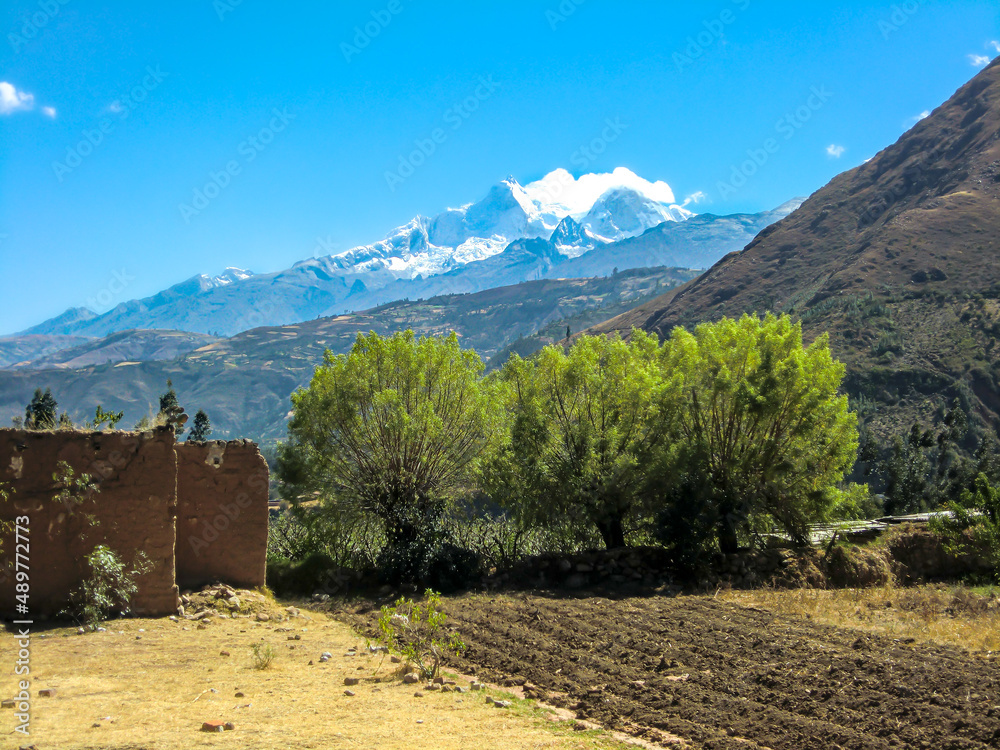 Beautiful landscape in the heights of the Peruvian Andes with a Quina ...