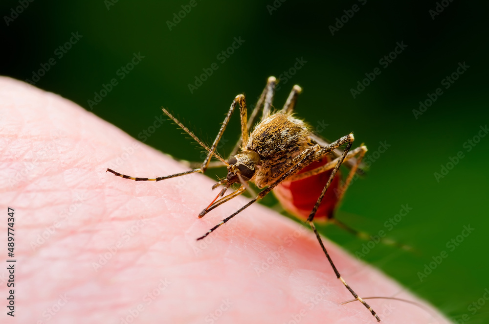 Dangerous Zika Infected Mosquito Skin Bite. Leishmaniasis, Encephalitis ...