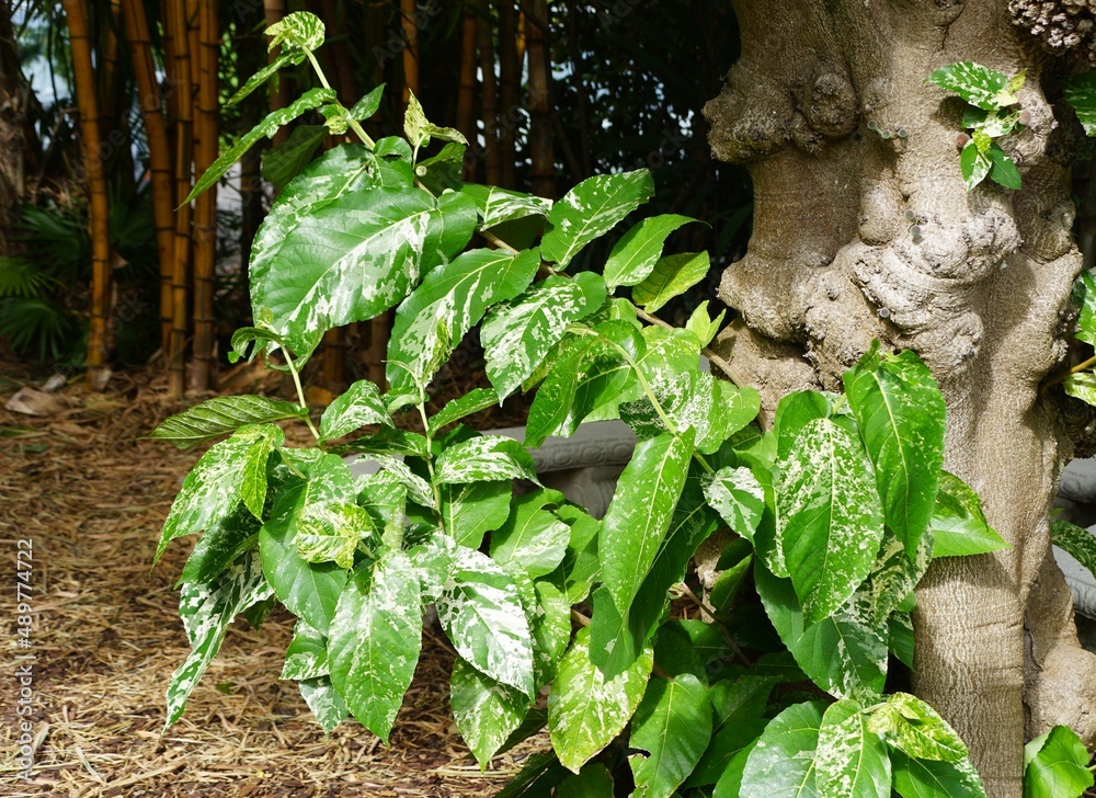 Poster The variegated leaf of Ficus Aspera Parcelli, also known as ...