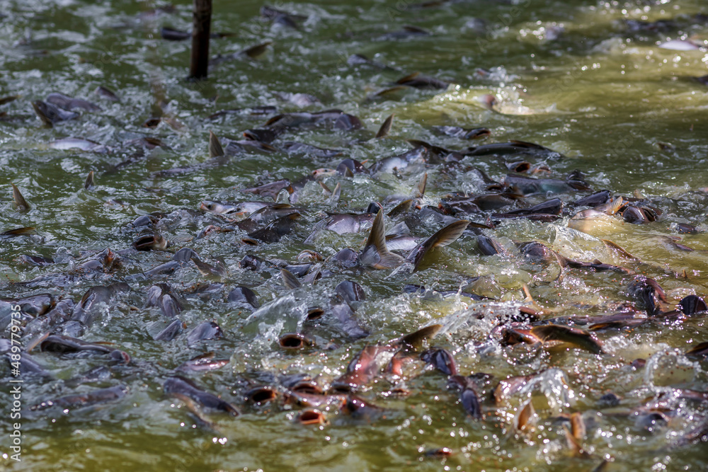 Pangasius fish or Vietnamese catfish are scrambling to eat in a farming ...