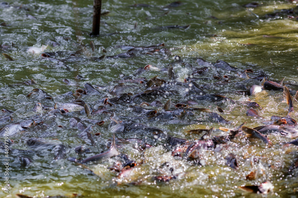 Pangasius fish or Vietnamese catfish are scrambling to eat in a farming ...