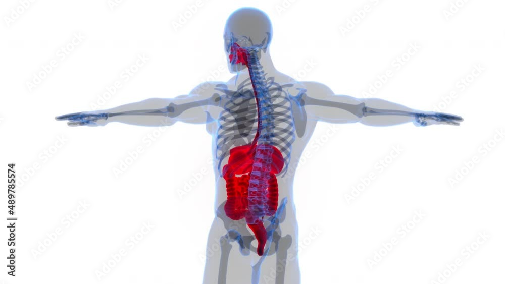 Human Digestive System Anatomy Animation Concept Stock Video | Adobe Stock