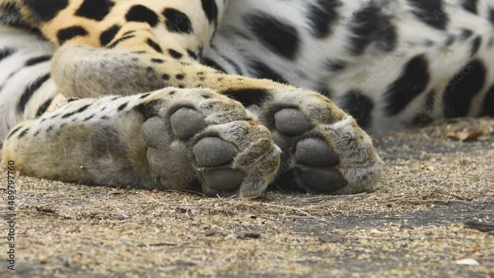 Close up or detail shot of wild male leopard or panther body part paws ...