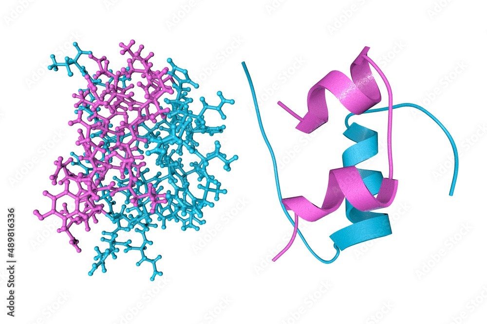 Crystal structure and molecular model of human insulin chain A and ...
