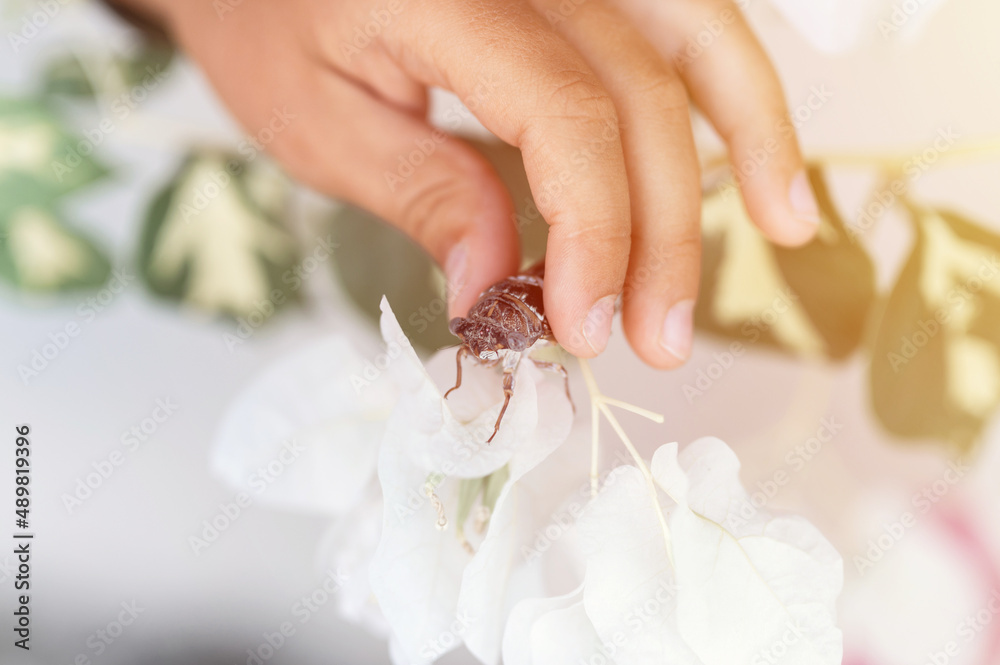 kid hand holding cicada cicadidae a black large flying chirping insect ...