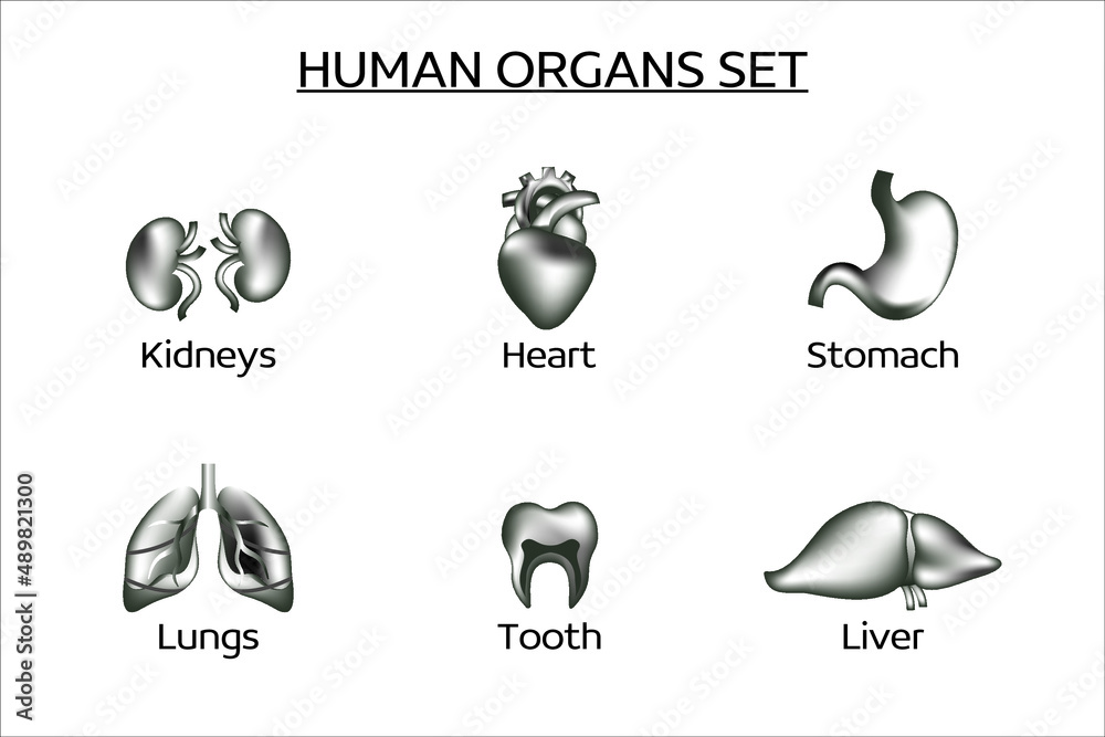 Set of vector human organs. The set contains the liver, kidneys, lungs ...