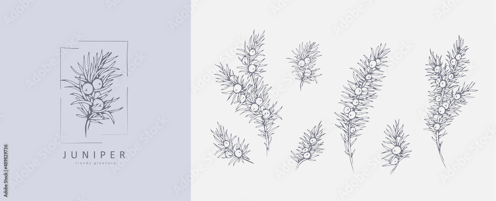 Juniper Floral logo and branch set. Hand drawn line winter wedding herb ...