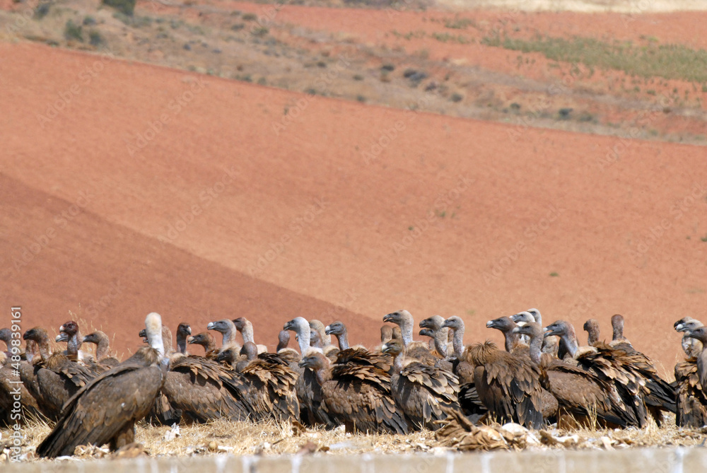 vultures in the midden feed on dead animals Stock Photo | Adobe Stock