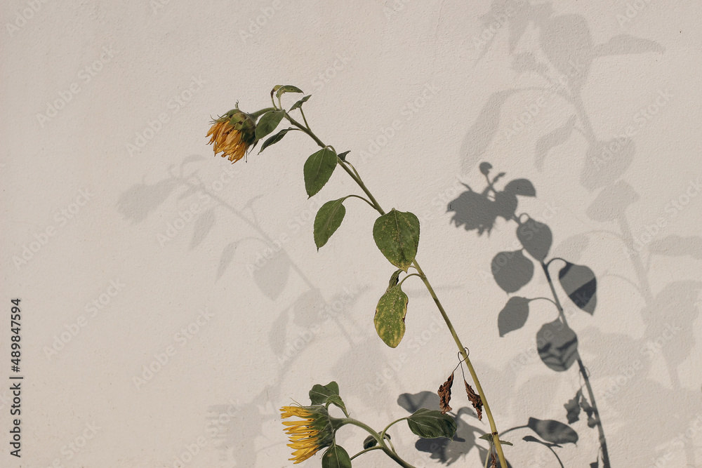 Floral shadows on beige concrete rough textured background. Dark ...