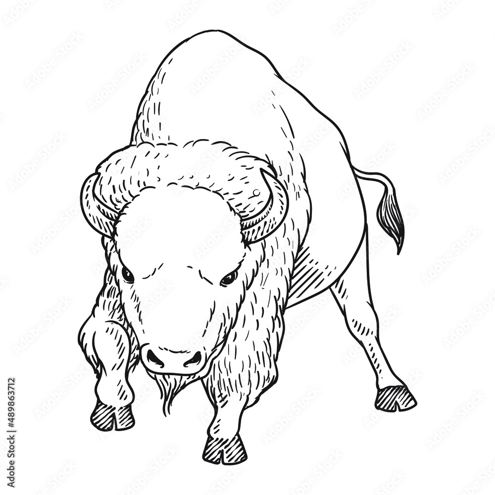 angry bison animal of america Stock Vector | Adobe Stock