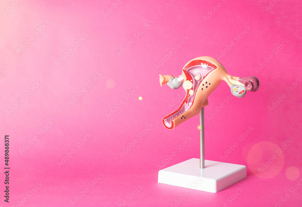 Mock up of the gynecological reproductive system of a girl on a pink ...