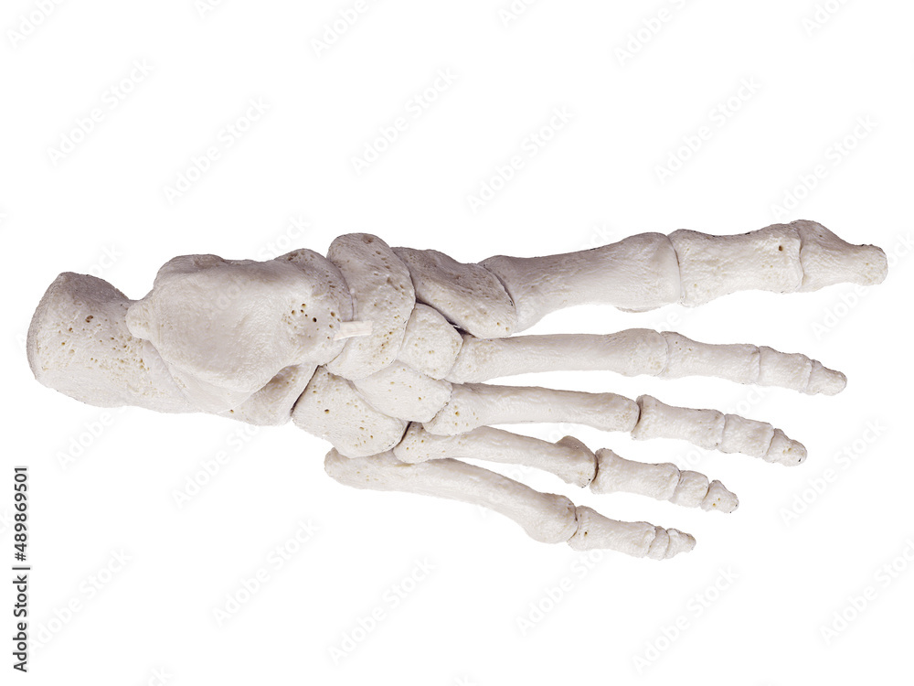 3d rendered medically accurate illustration of the dorsal talonavicular ...