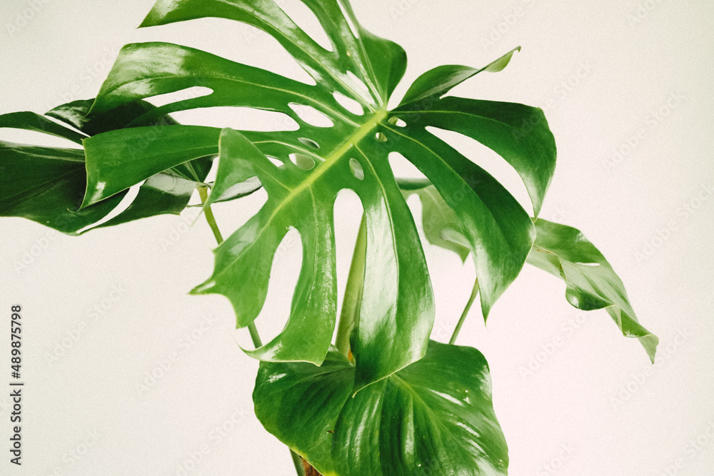 monstera deliciosa hoja (monstera plant) Stock Photo | Adobe Stock