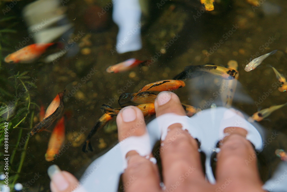 Beautiful freshwater aquarium fish, Cherry Snapper (Puntius titteya ...