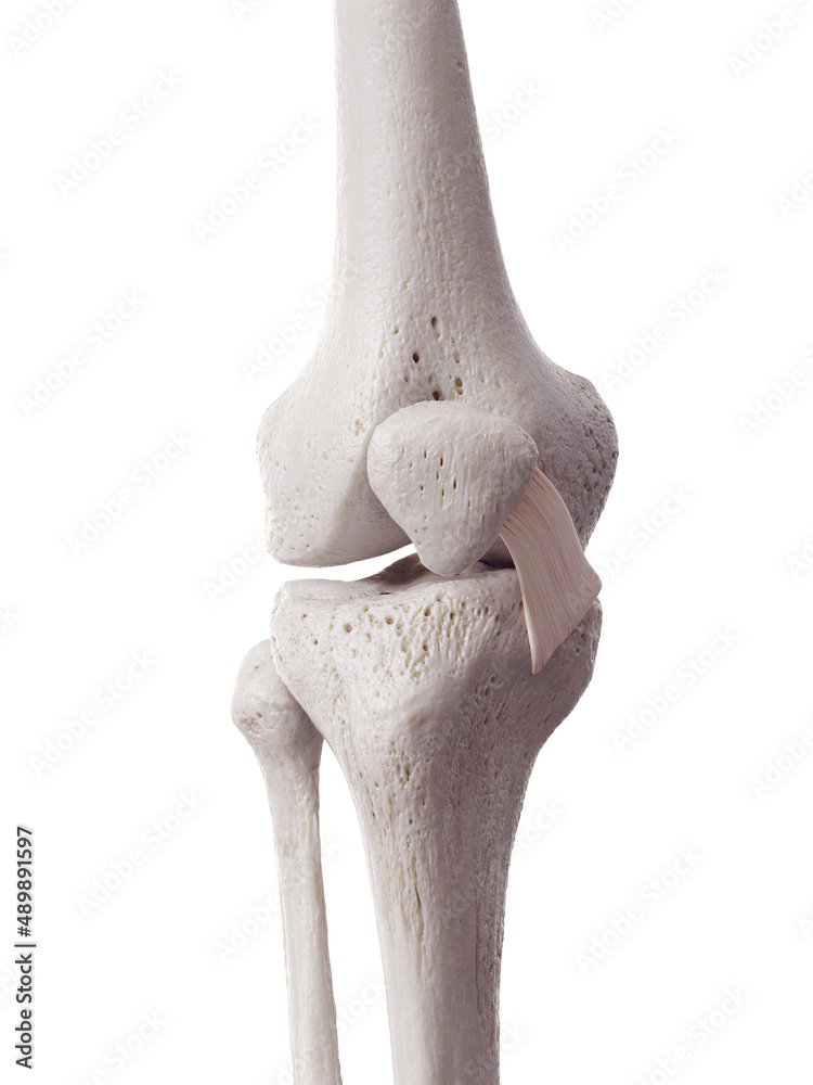 3d rendered medically accurate illustration of the medial patellar ...