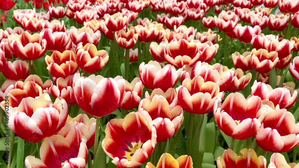 Red tulips (Tulip Leen Van Der Mark) bloom under sunshine in the garden ...
