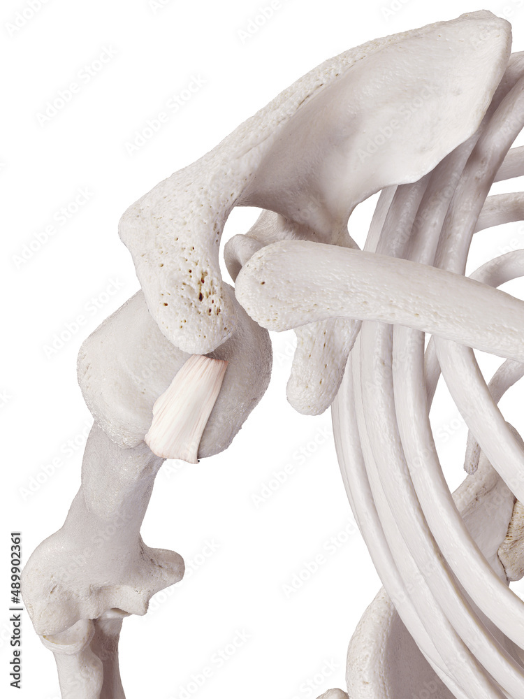 3d rendered medically accurate illustration of the transverse humeral ...