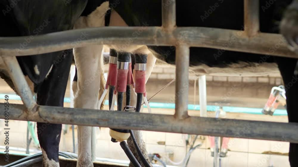 The process of milking cows at a modern, technologically advanced dairy ...
