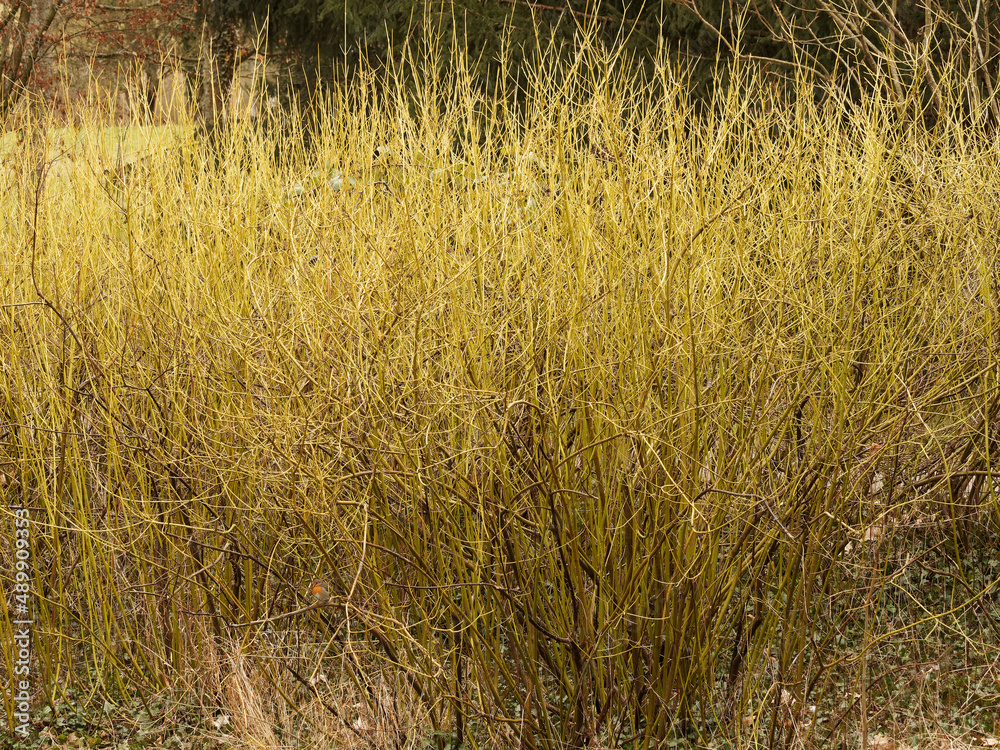 Cornus stolonifera Flaviramea | Cornouiller blanc à bois jaune ou ...