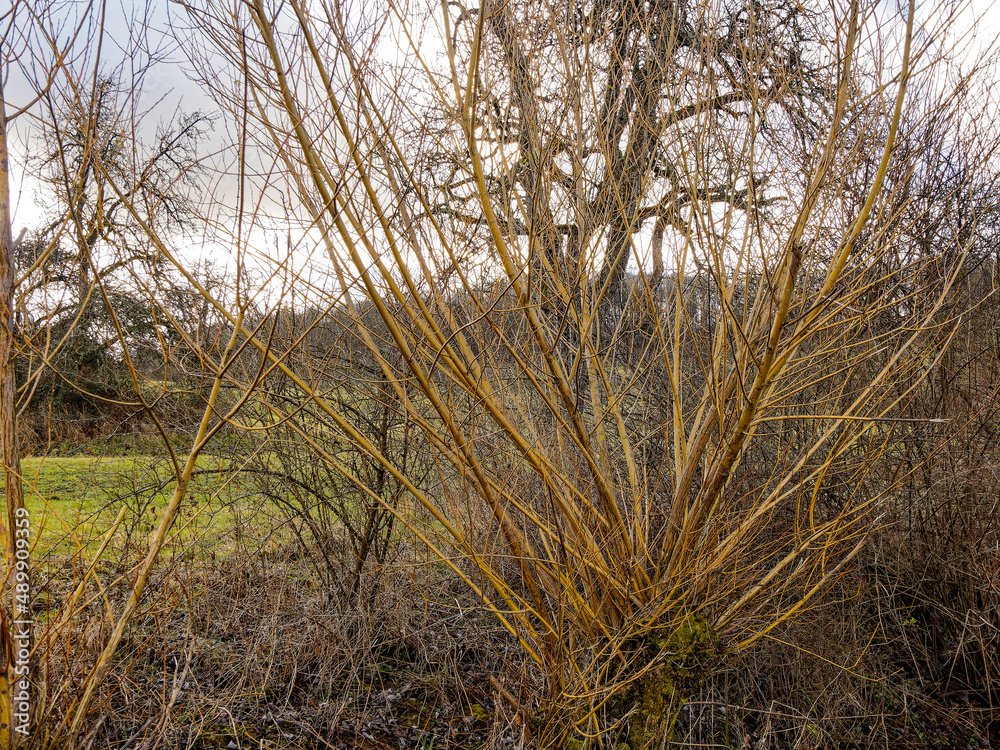 Cornus stolonifera ou cornus stolonifera flaviramea | Cornouiller blanc ...