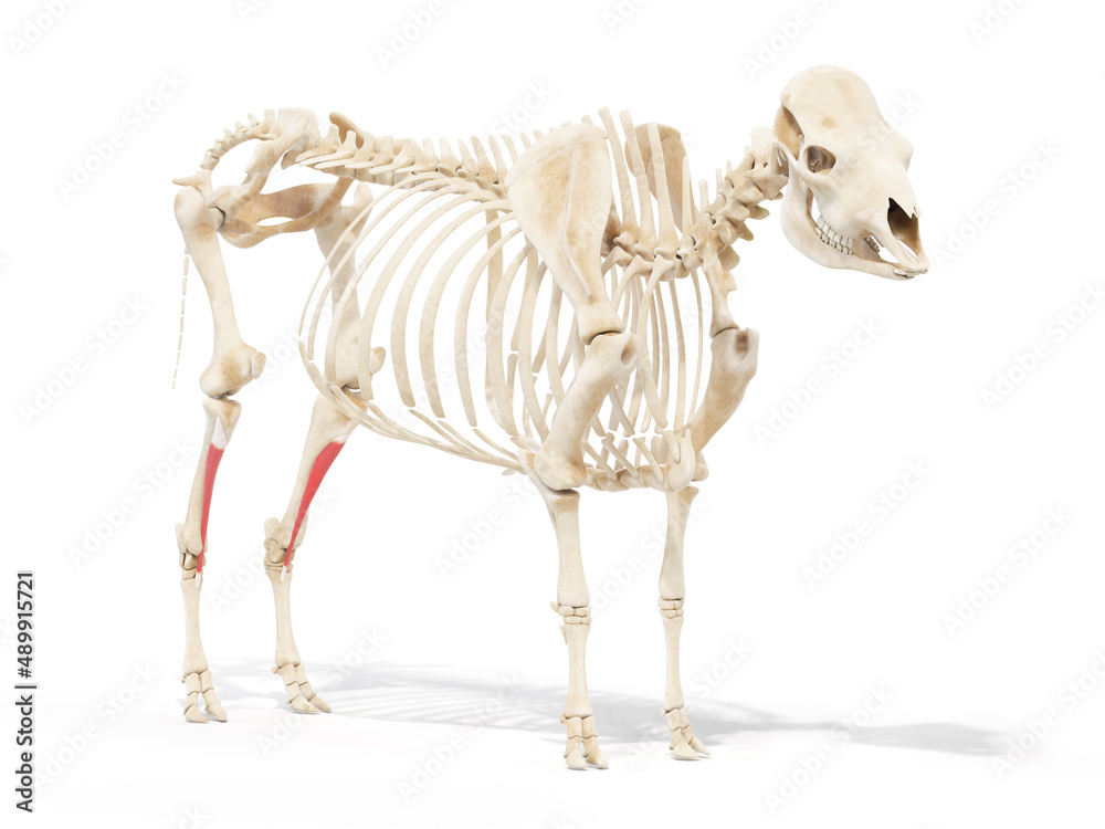 3d rendered anatomy illustration of the cows muscles - the tibialis ...