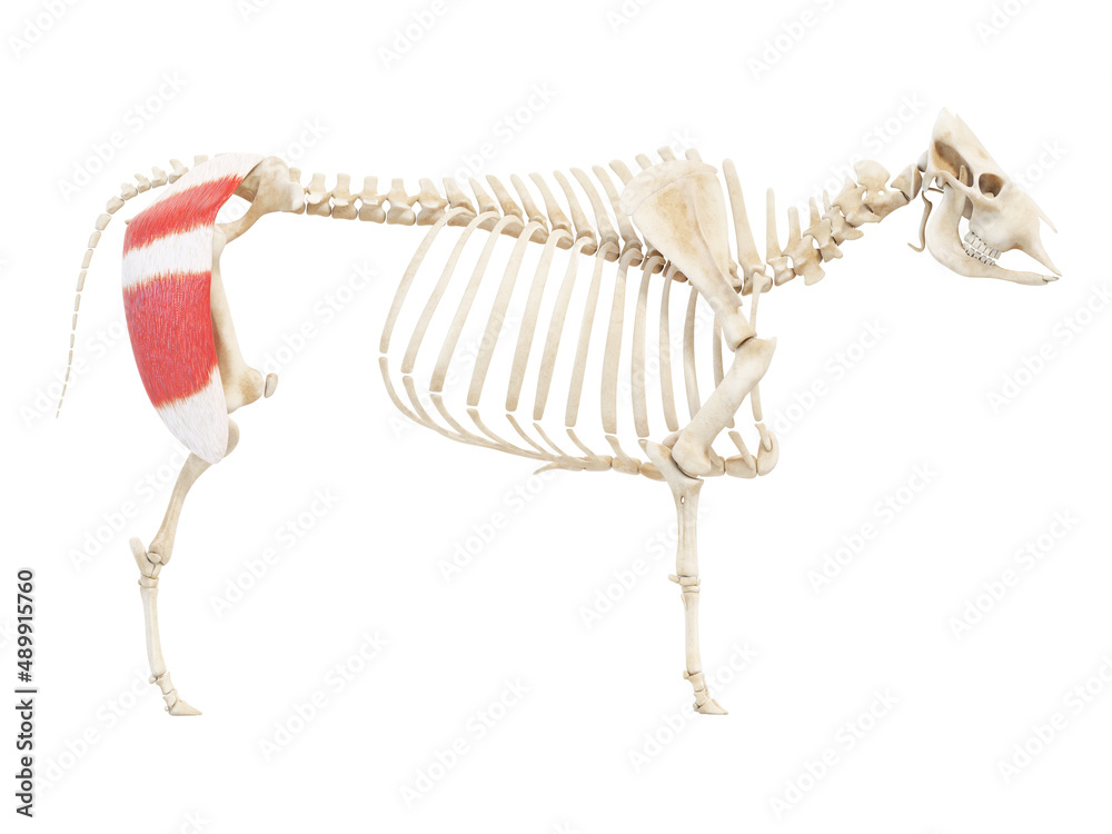 3d rendered anatomy illustration of the cows muscles - the biceps ...