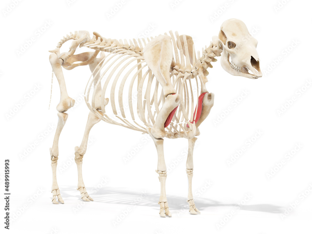 3d rendered anatomy illustration of the cows muscles - the ...