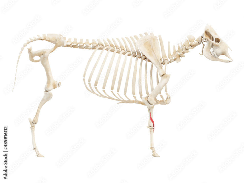 3d rendered anatomy illustration of the cows muscles - the extensor ...