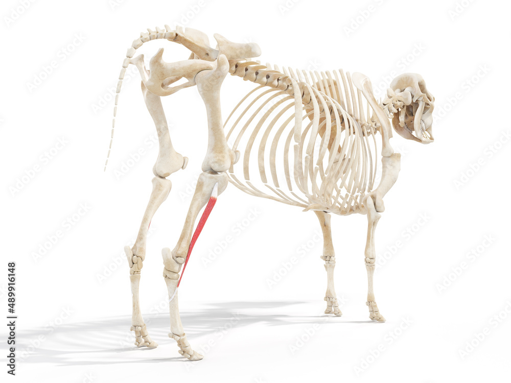 3d rendered anatomy illustration of the cows muscles - the fibularis ...