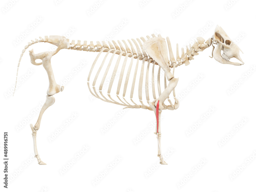 3d rendered anatomy illustration of the cows muscles - the lateral ...