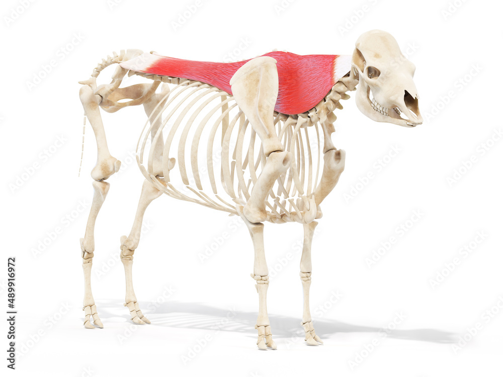 3d rendered anatomy illustration of the cows muscles - the longissimus ...