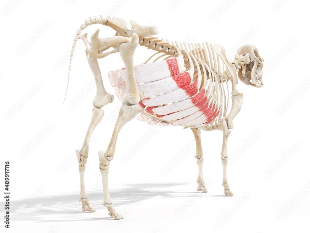 3d rendered anatomy illustration of the cows muscles - the obliquus ...